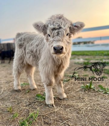 Mini Moos For Sale