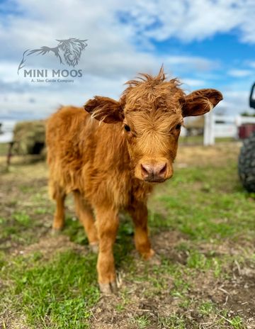 Mini Moos For Sale