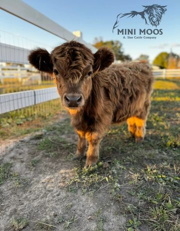 Mini Moos For Sale