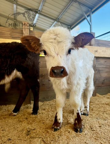 Mini Moos For Sale