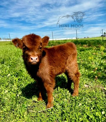 Mini Moos For Sale
