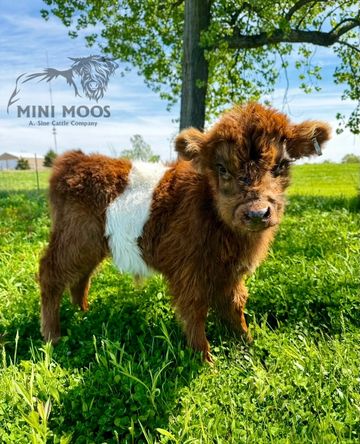 Mini Moos For Sale
