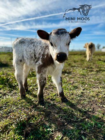 Mini Moos For Sale