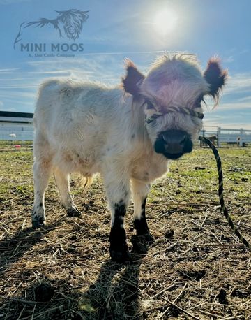 Mini Moos For Sale