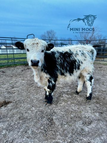 Mini Moos For Sale