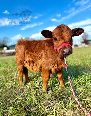 Mini Moos For Sale