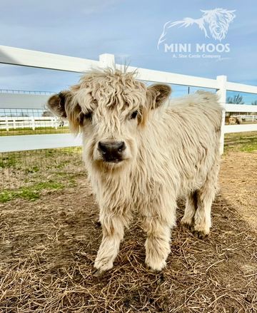 Mini Moos For Sale