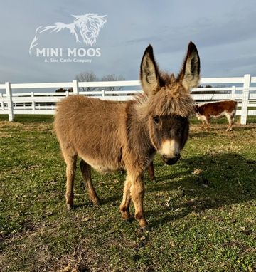 Mini Moos For Sale