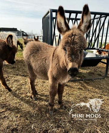Mini Moos For Sale
