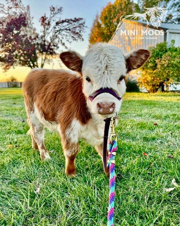 Mini Moos For Sale