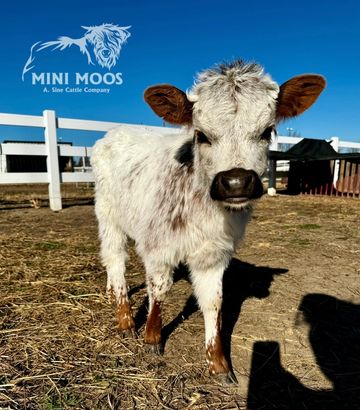 Mini Moos For Sale
