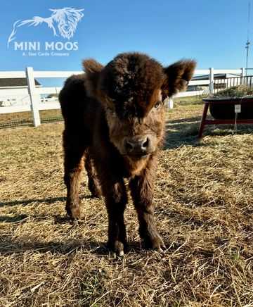 Mini Moos For Sale