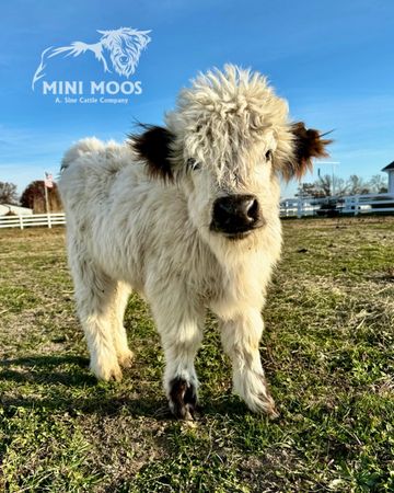 Mini Moos For Sale