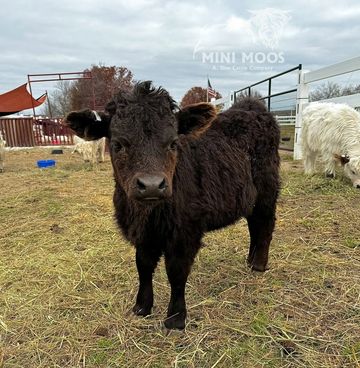 Mini Moos For Sale