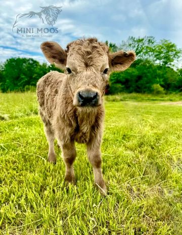 Mini Moos For Sale