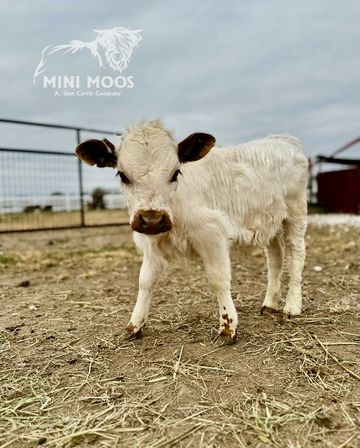 Mini Moos For Sale