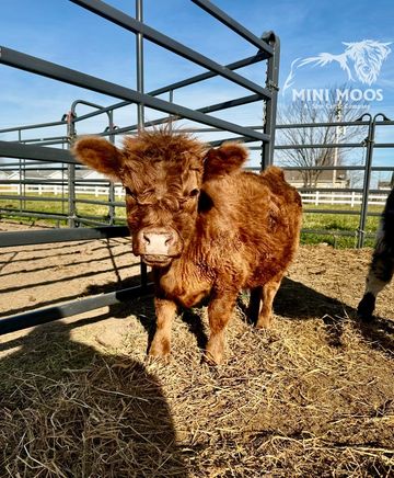Mini Moos For Sale