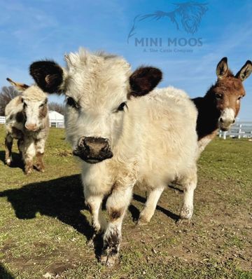 Mini Moos For Sale