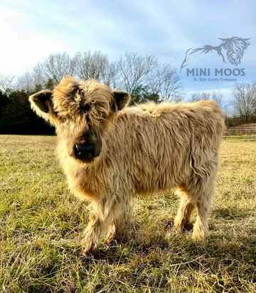 Mini Moos For Sale