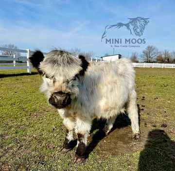 Mini Moos For Sale