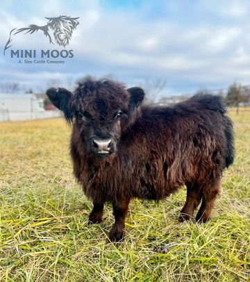 Mini Moos For Sale