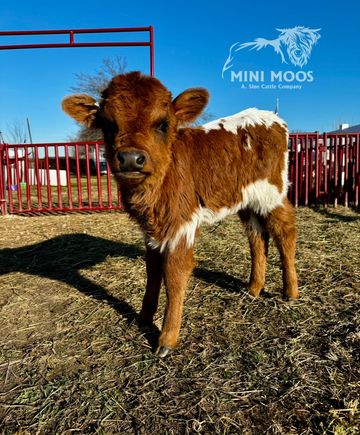 Mini Moos For Sale