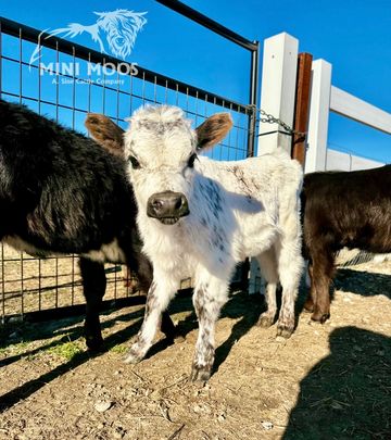 Mini Moos For Sale