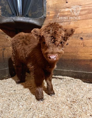 Mini Moos For Sale