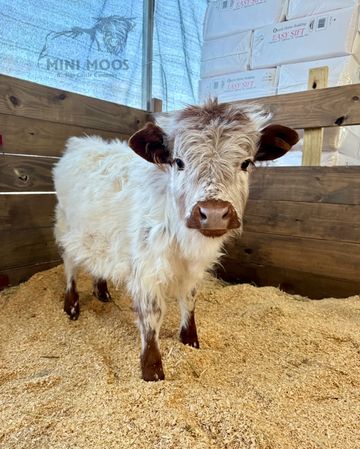 Mini Moos For Sale