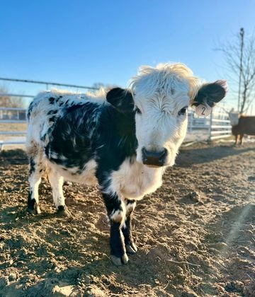 Mini Moos For Sale
