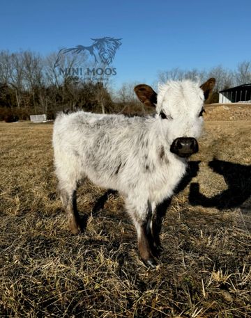 Mini Moos For Sale