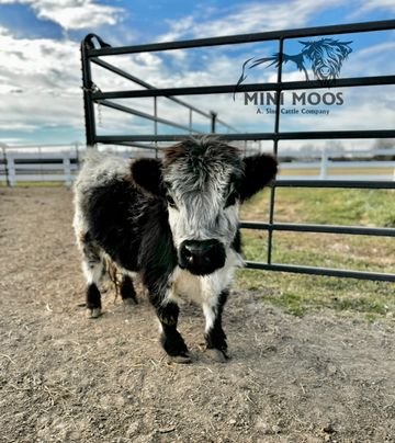 Mini Moos For Sale