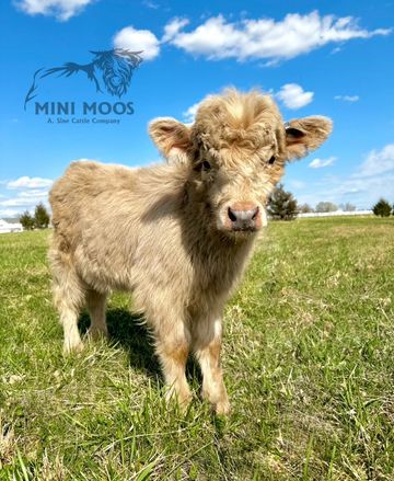 Mini Moos For Sale