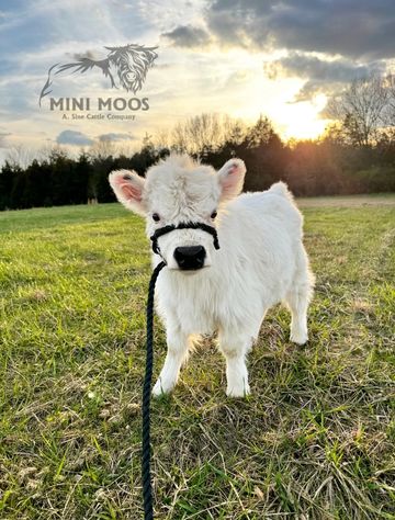 Mini Moos For Sale