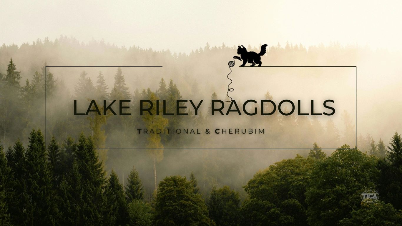 Lake Riley Ragdolls - Home