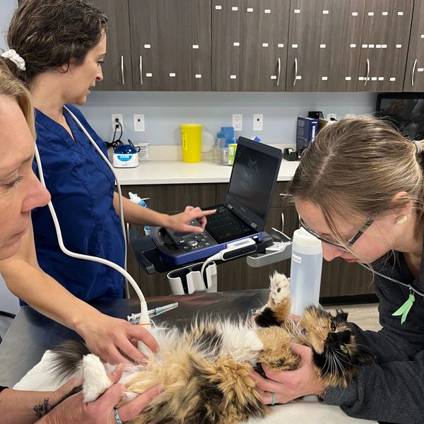 Brighton Veterinary Clinic - Veterinary Care, Veterinarian