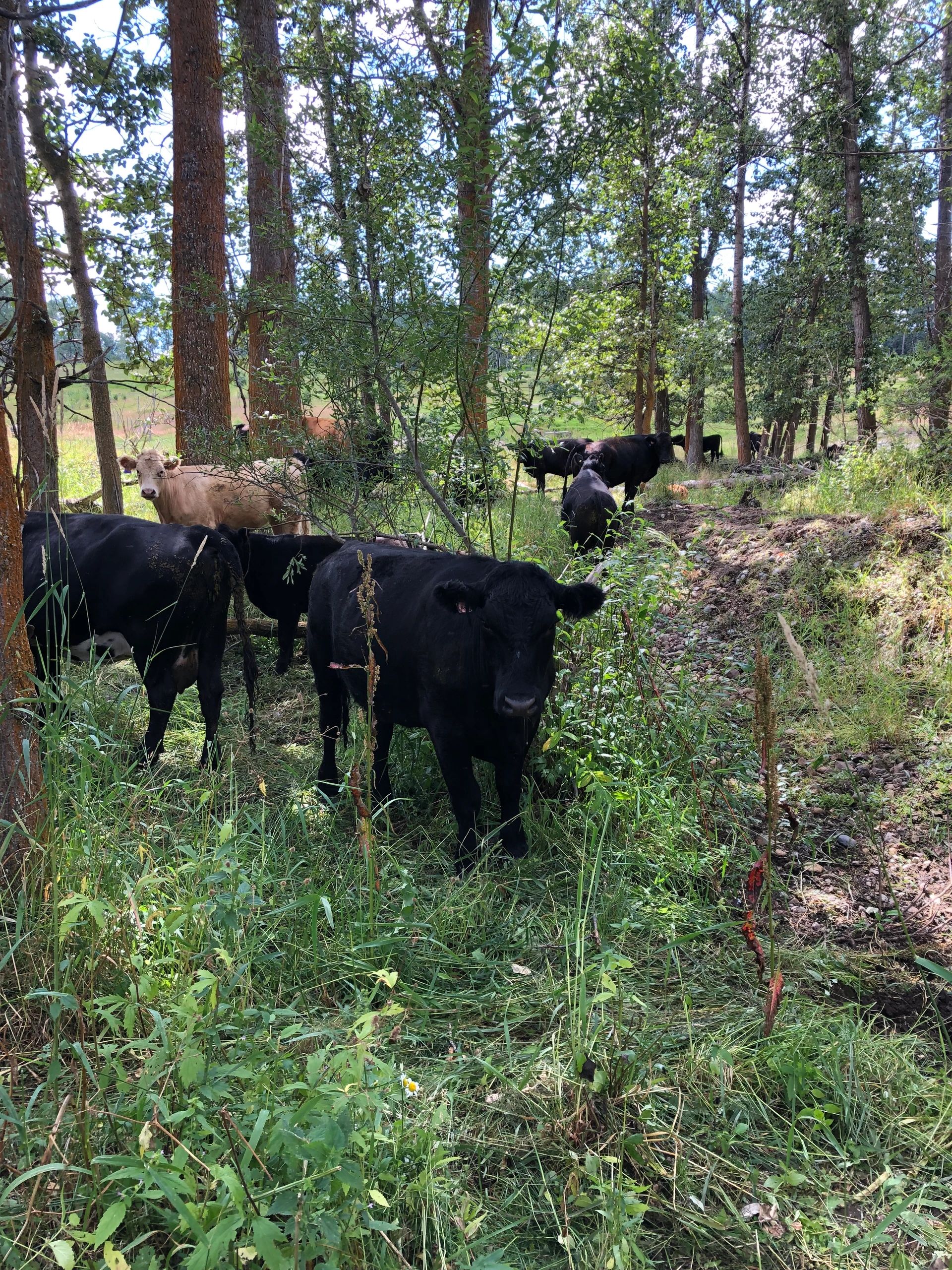 Tatalrose Ranch Inc. - Grass Fed Beef, Ranching, Grass Finished Beef