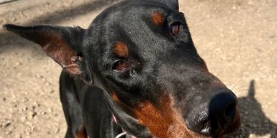 Kings | Royal Dynasty Dobermann Kennel