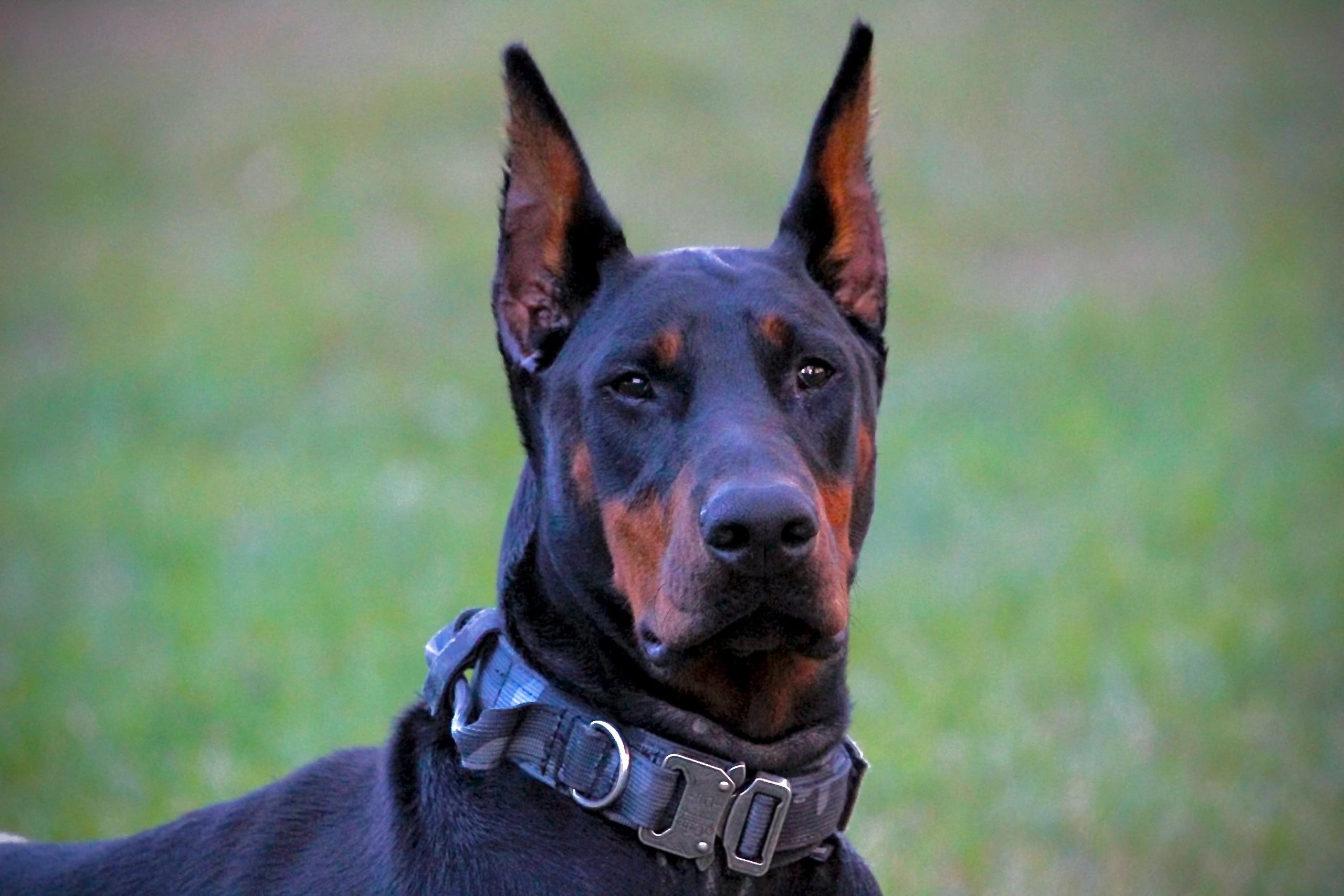 Royal Dynasty Dobermann Kennel