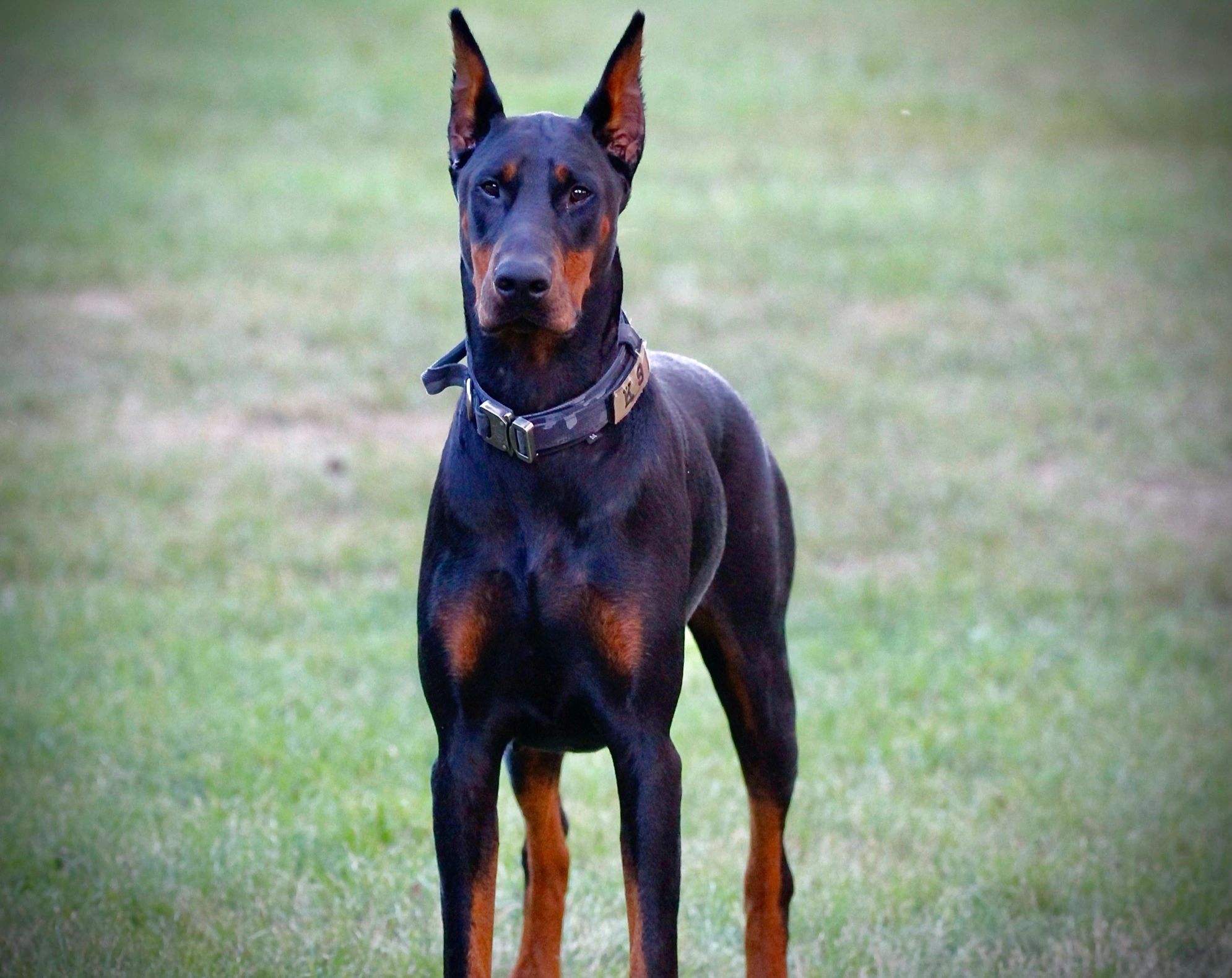 Are Dobermen Velcro Dogs