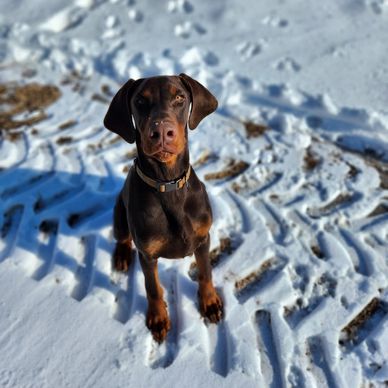 Kings | Royal Dynasty Dobermann Kennel
