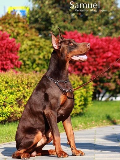 Kings | Royal Dynasty Dobermann Kennel