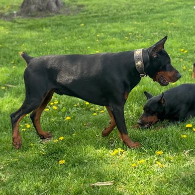 Kings | Royal Dynasty Dobermann Kennel