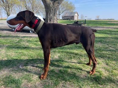 Kings | Royal Dynasty Dobermann Kennel