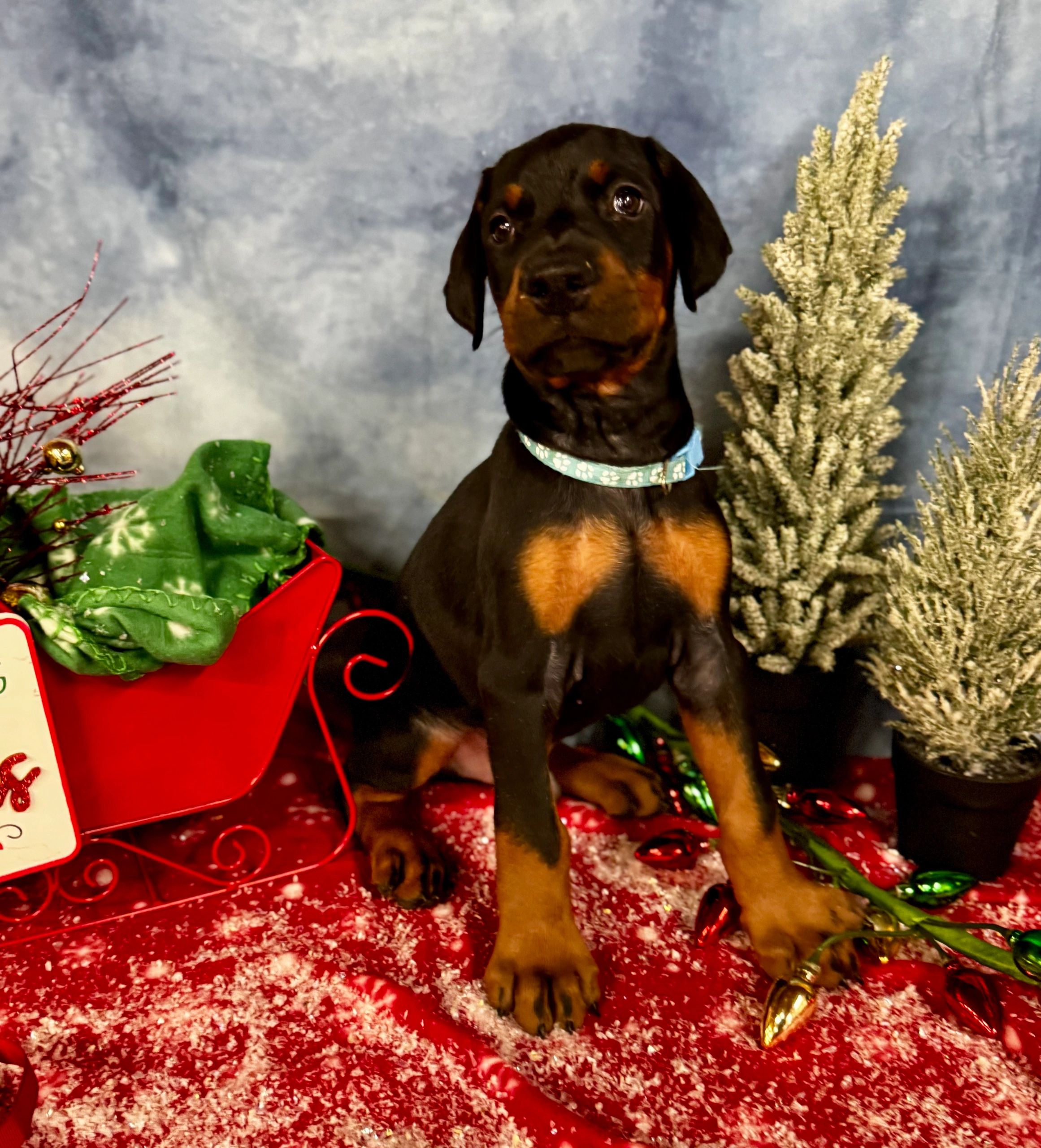 List | Royal Dynasty Dobermann Kennel