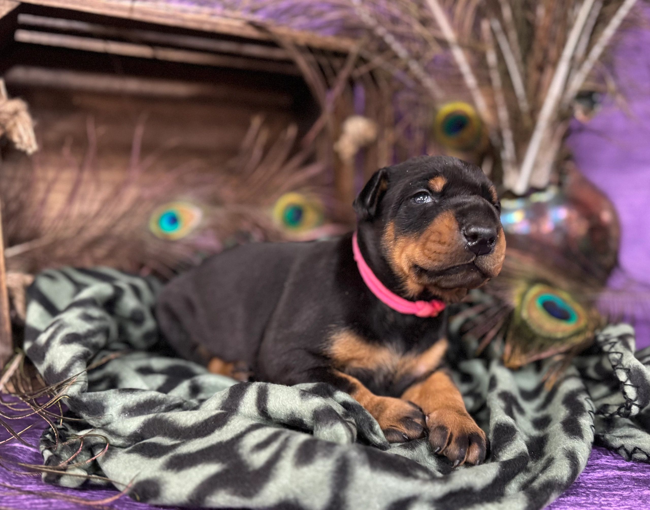 Photos | Royal Dynasty Dobermann Kennel