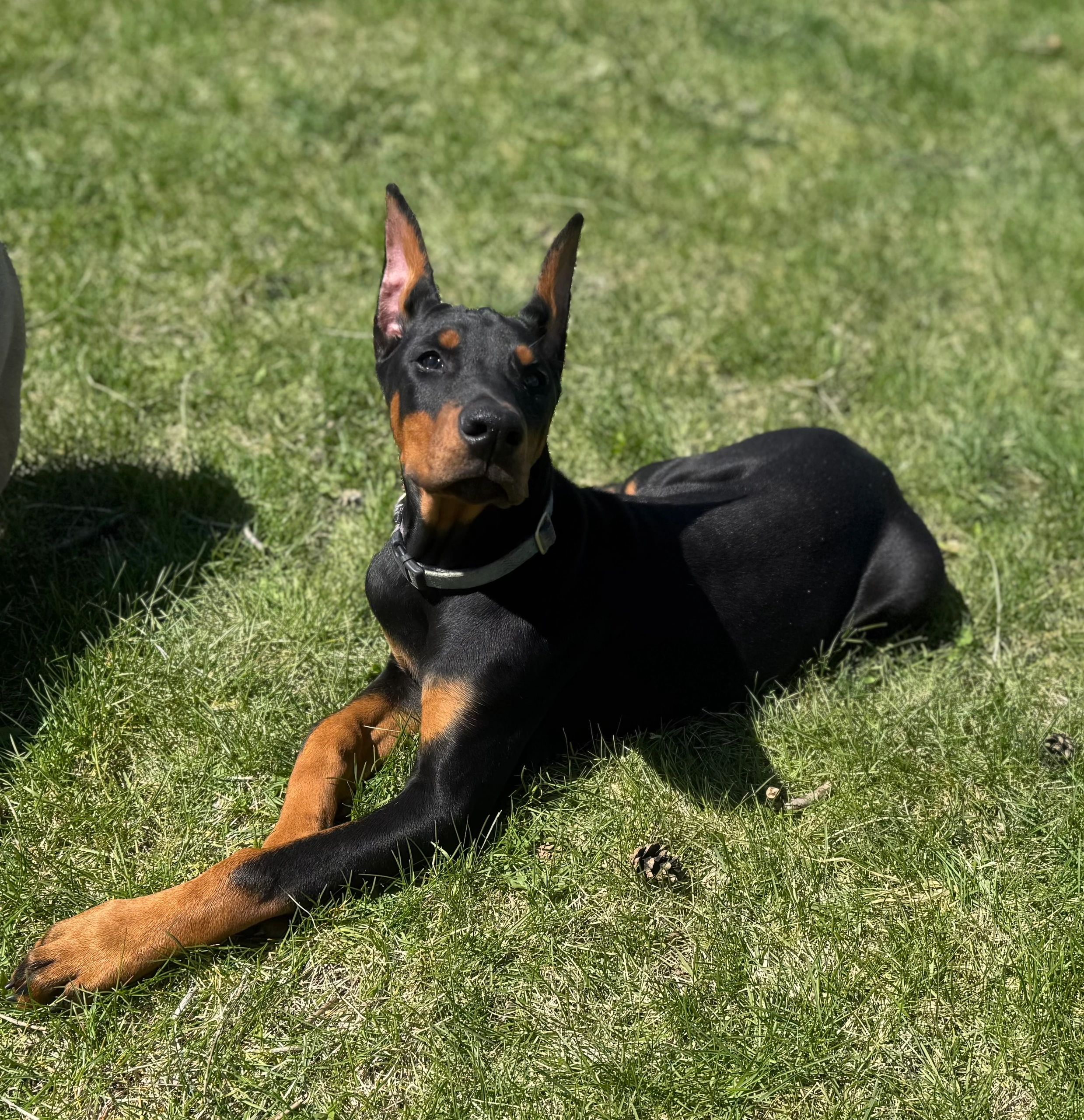 Noble Doberman Black And