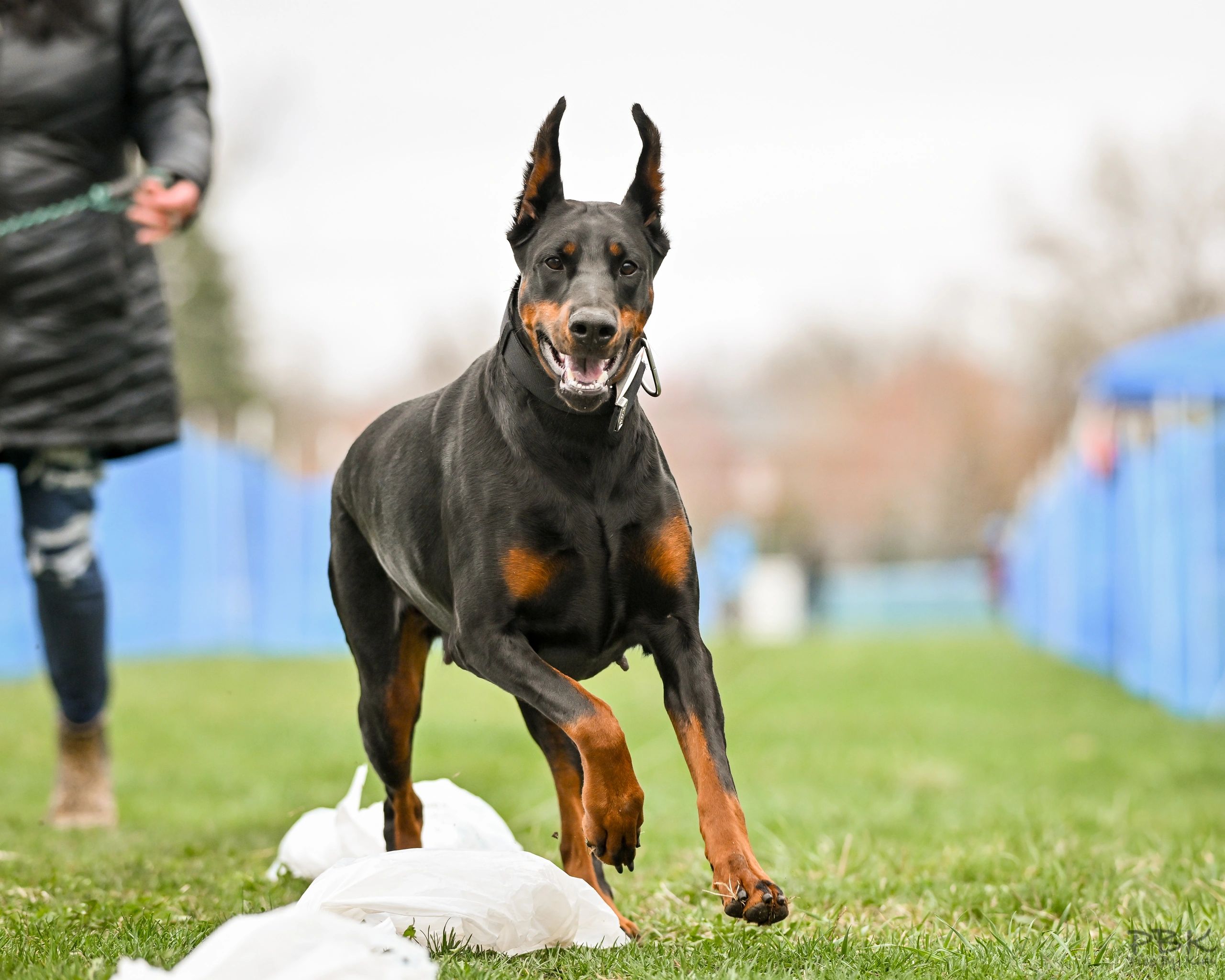 Forms | Royal Dynasty Dobermann Kennel