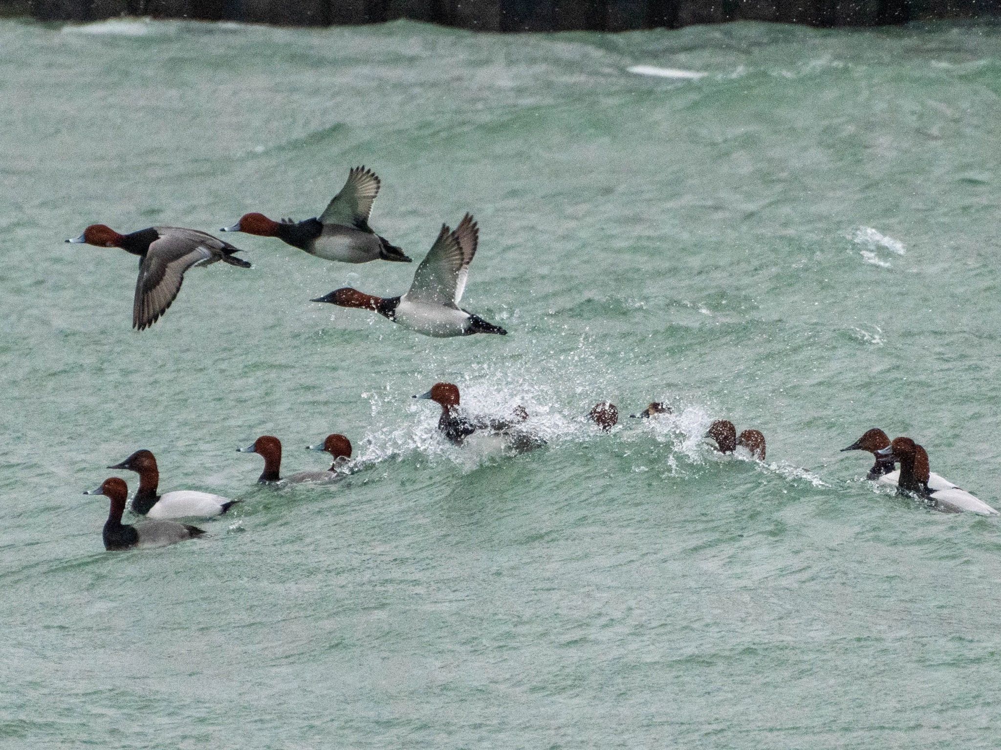 Northwestern PA Duck Hunters Association