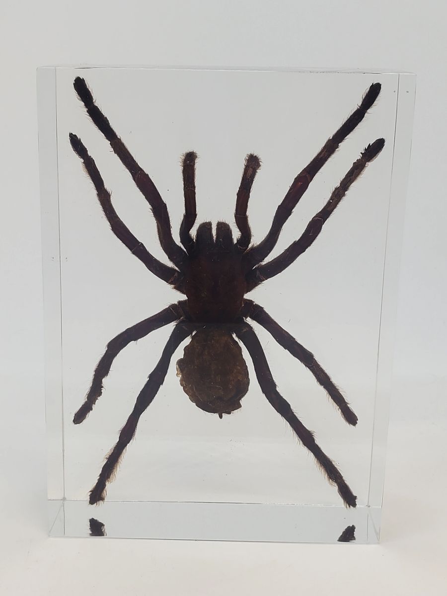 Tarantula encased in resin